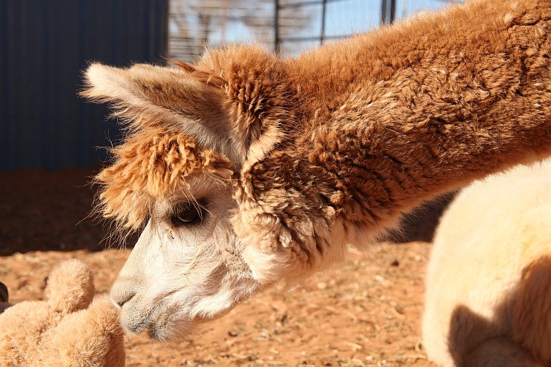 Adopt-A-Paca (Adopt An Alpaca) - Cinnamon | Windrush Alpacas