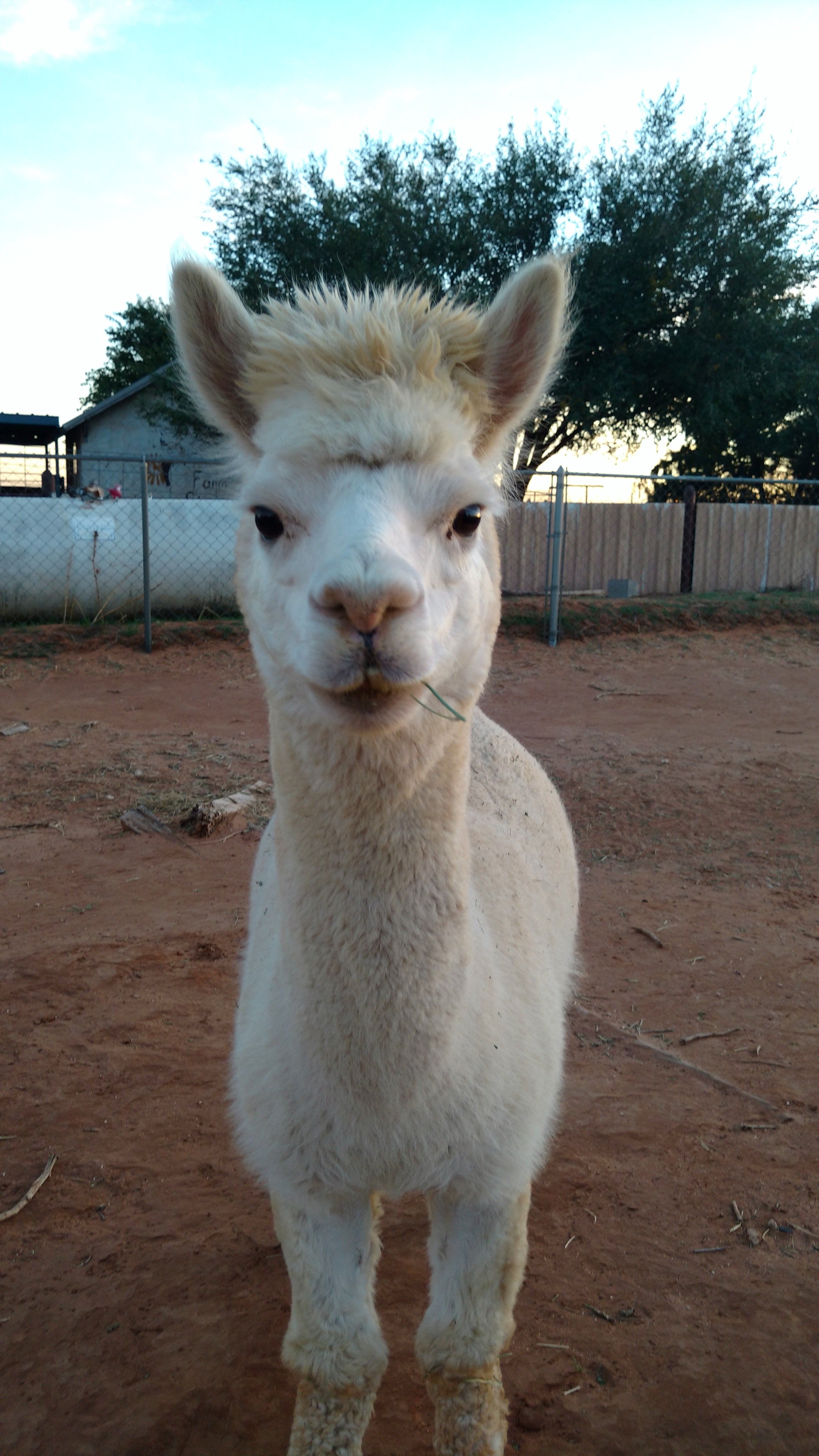 Adopt-A-Paca (Adopt An Alpaca) - Dash | Windrush Alpacas