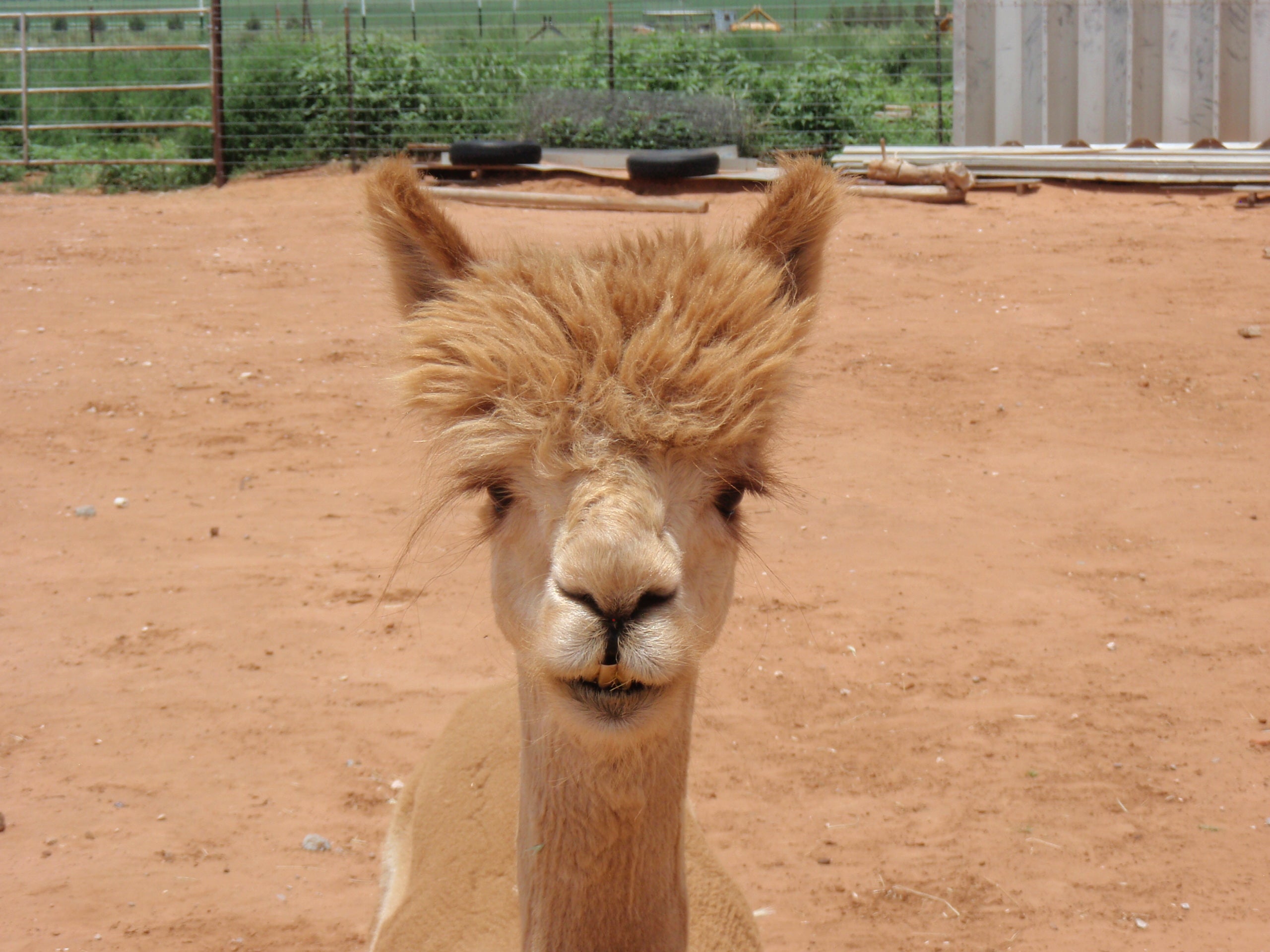 Adopt-A-Paca (Adopt An Alpaca) - Pride | Windrush Alpacas