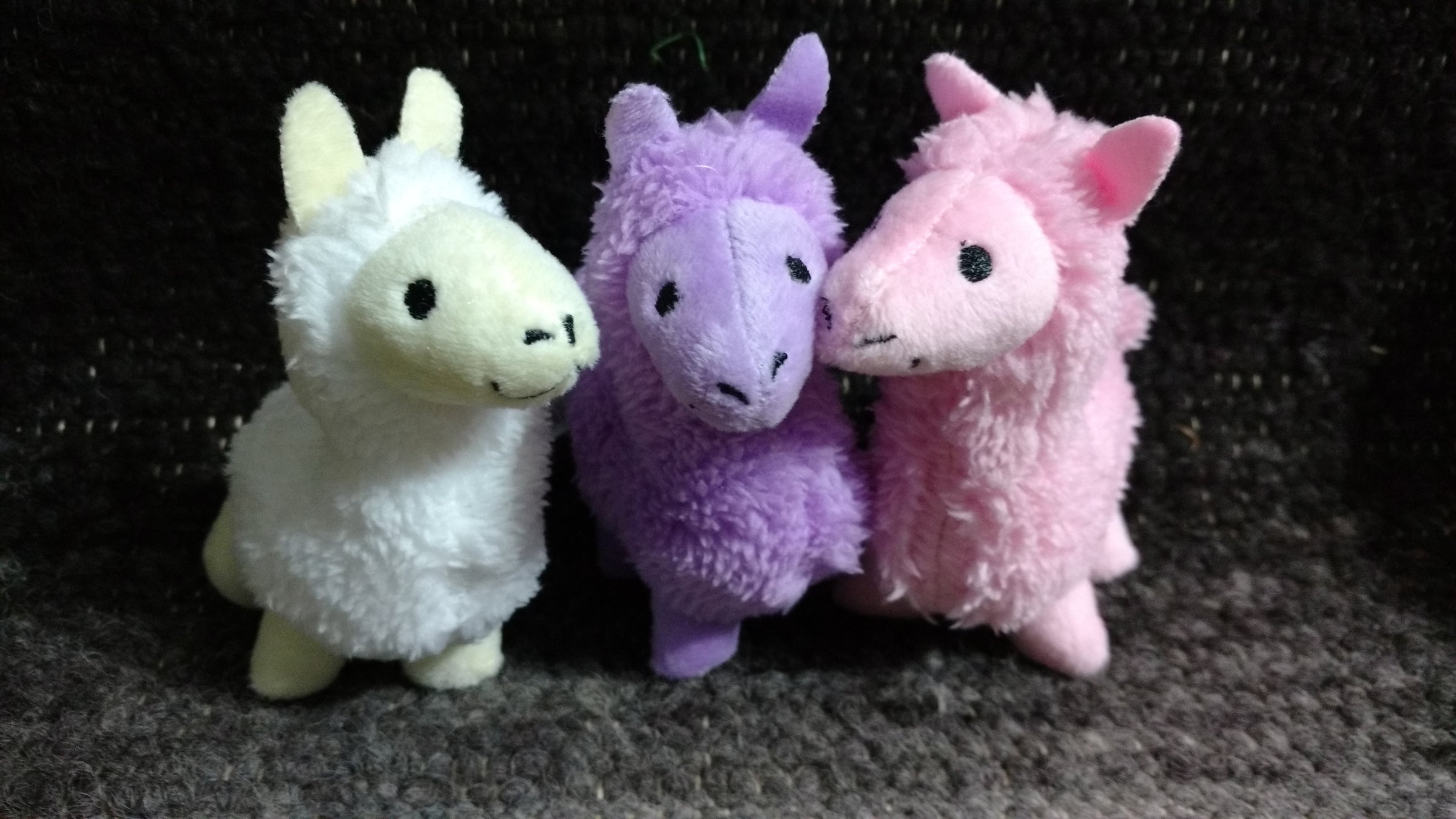Adopt-A-Paca (Adopt An Alpaca) - Pride | Windrush Alpacas