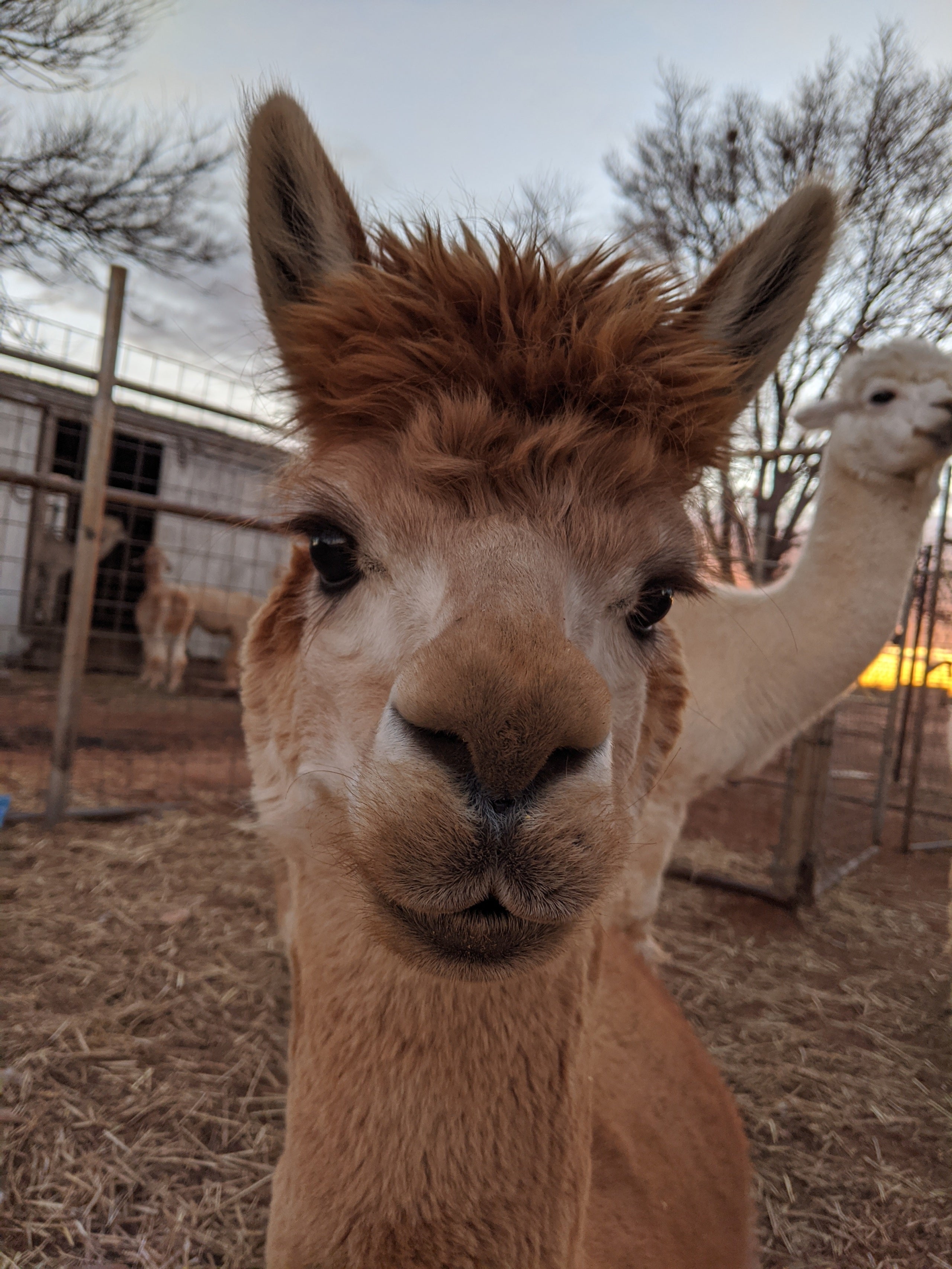 Adopt-A-Paca (Adopt an Alpaca) Twister | Windrush Alpacas
