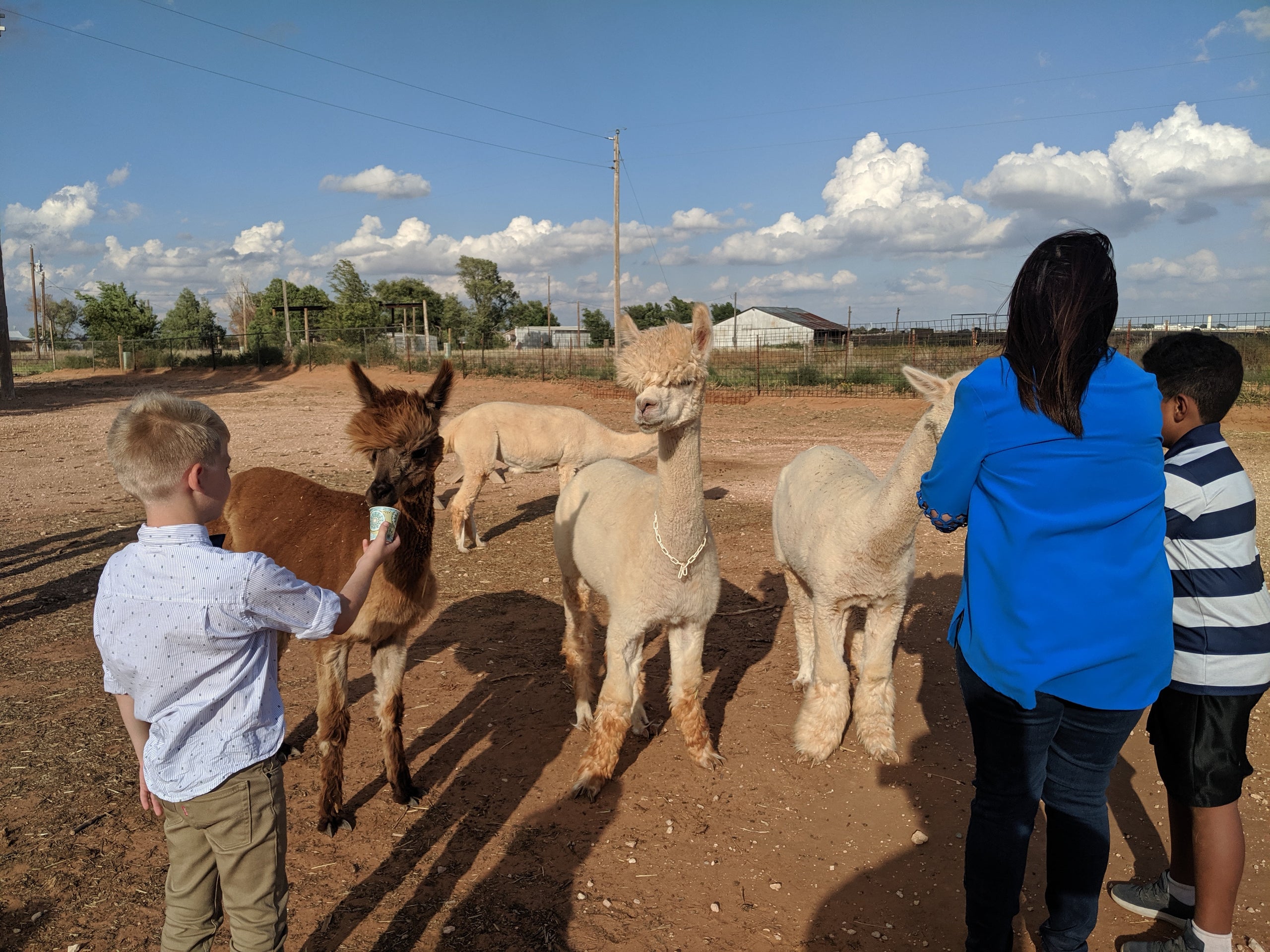 Walk and Talk Farm Tour | Windrush Alpacas